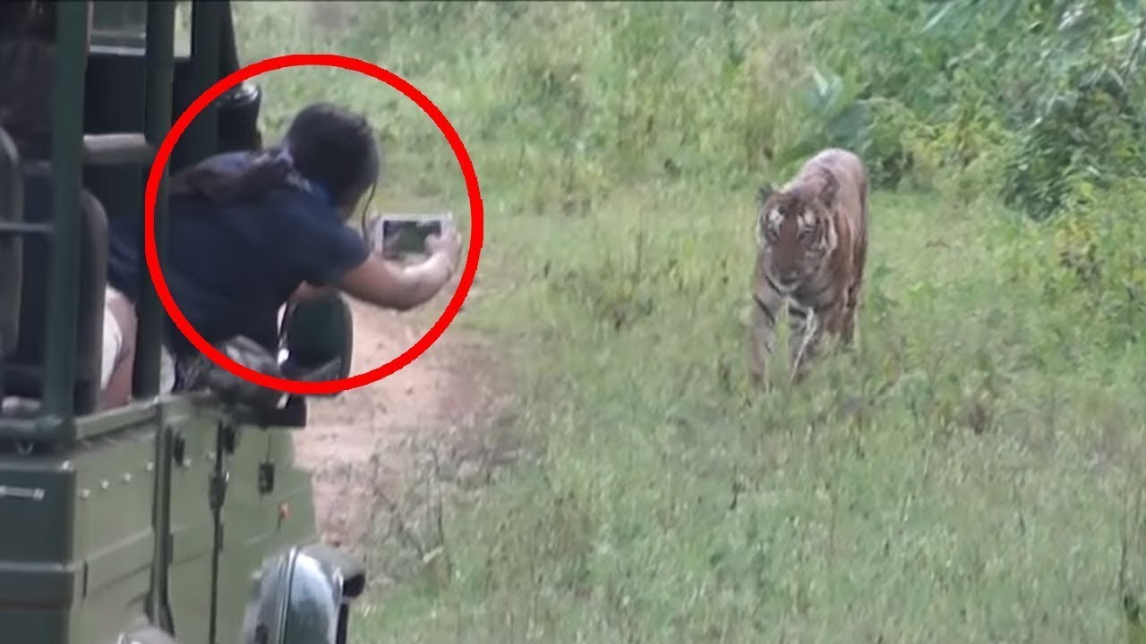 "Terrifying Encounter: Tigers Attack Tourists in the Wild!" - YouTube