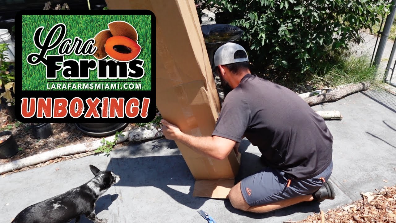 📦 Unboxing a SUPER PROLIFIC SOURSOP Tree from Lara Farms Miami! - YouTube