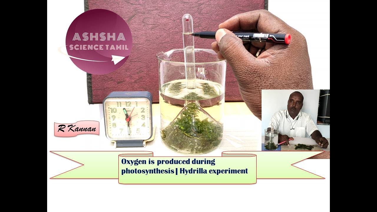 Oxygen Is Produced During Photosynthesis Hydrilla Tamil oxygen-is-produced-during-photosynthesis-hydrilla-tamil