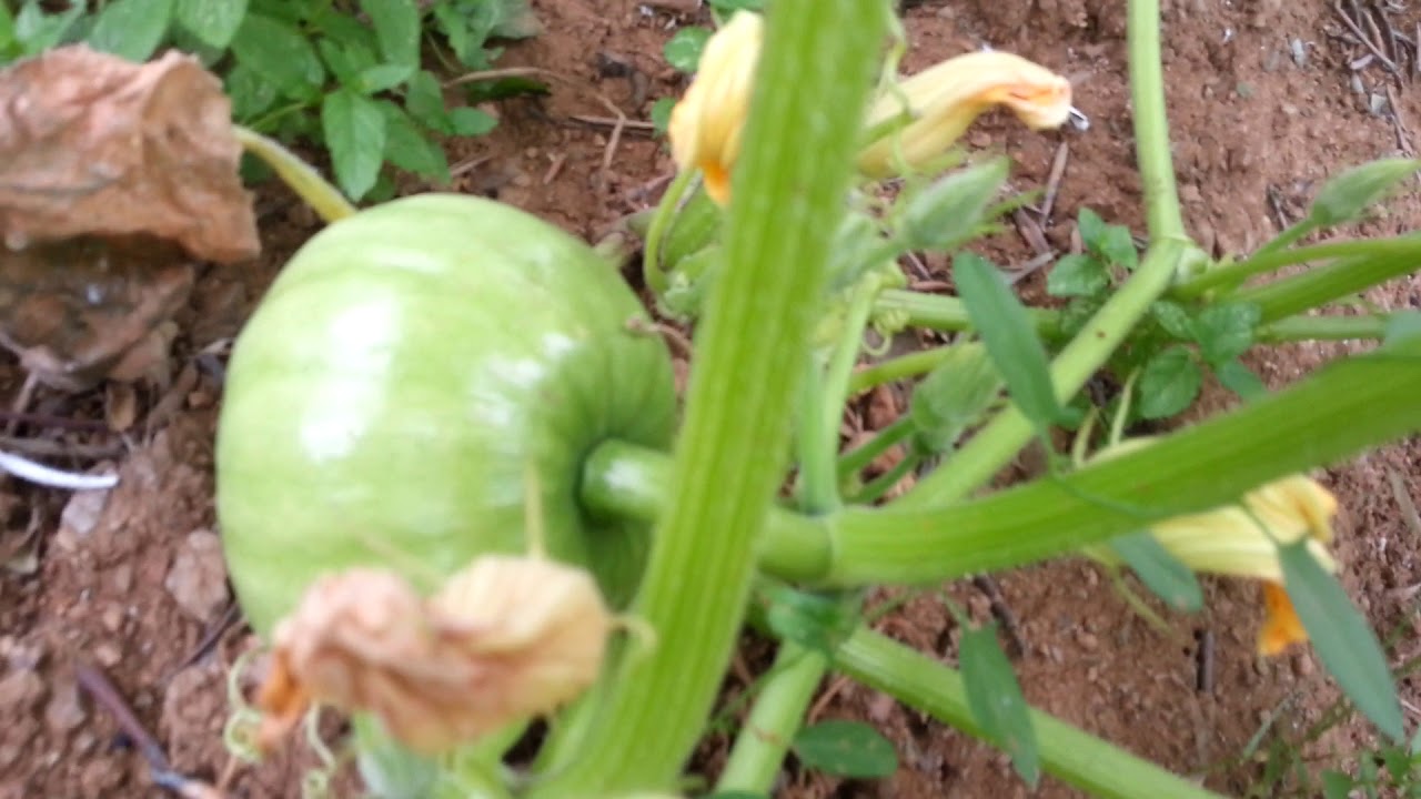 bedava zebzeler en ucuz domotes biber patlıcan organik tarladan - YouTube