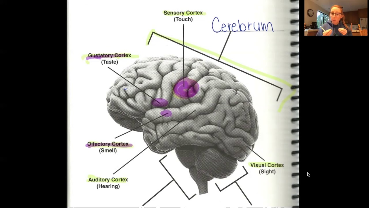 What Does the Human Brain Look LIke? - YouTube