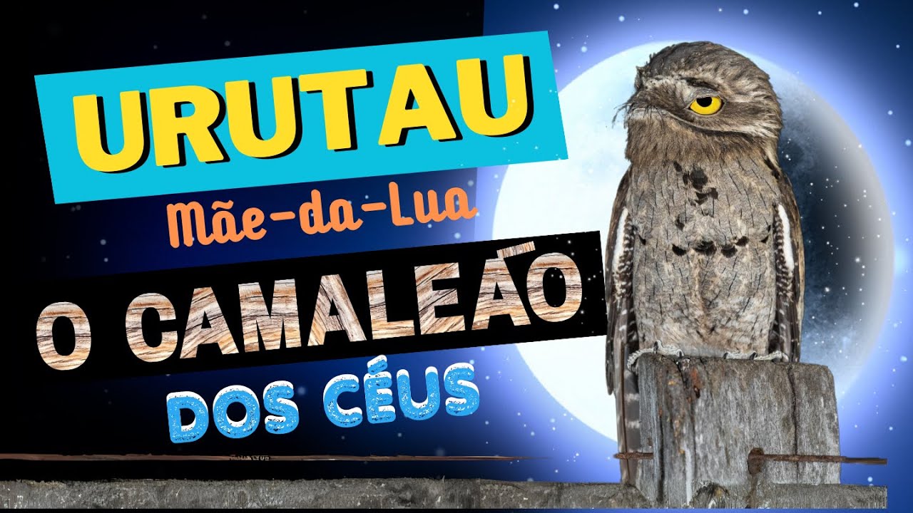 URUTAU, mãe-da-lua, ave-fantasma, emenda-toco. A ave que tem a melhor ...