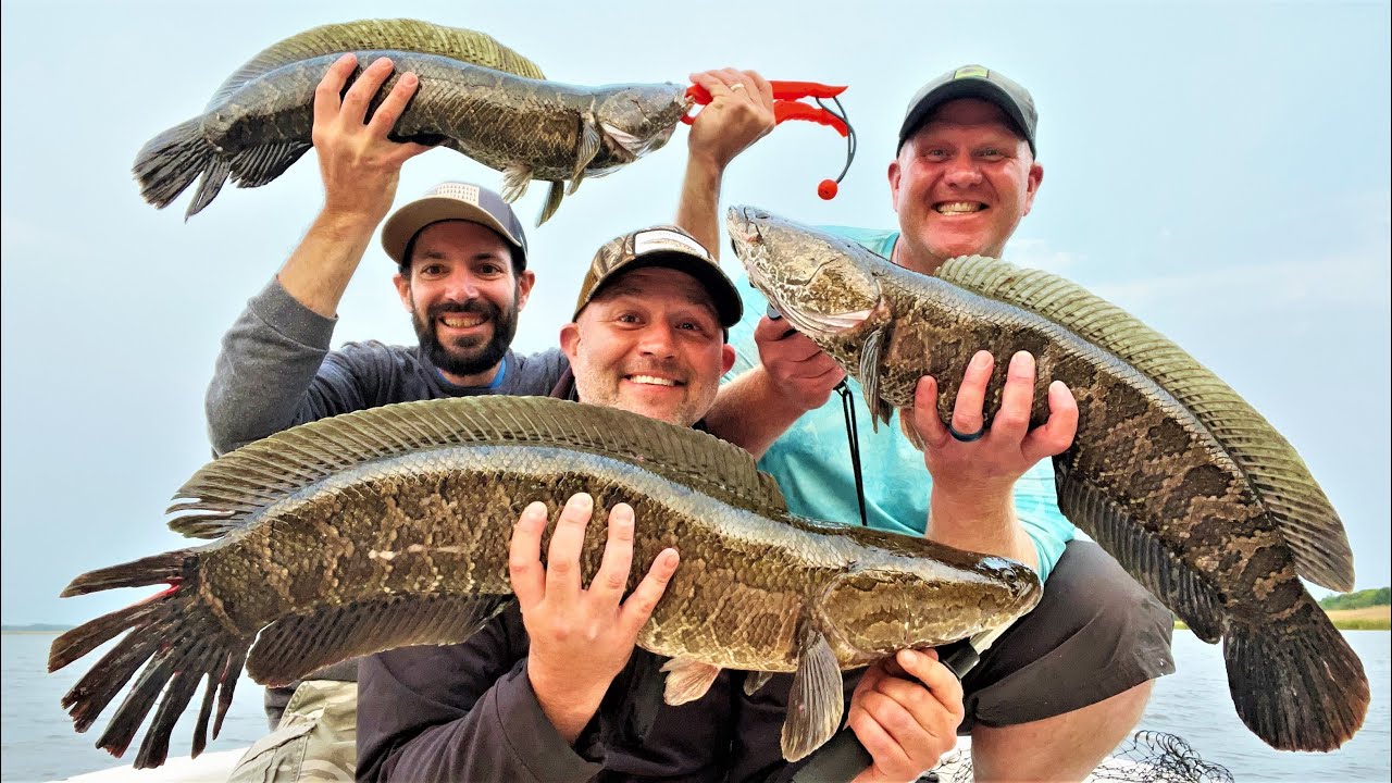 EPIC Dragon Snakehead Fishing Pre-Spawn Feeding Frenzy - YouTube