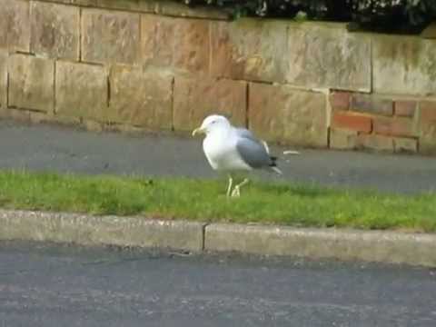 Seagull tap dance ( with music: 'Spring in my step' ) - YouTube