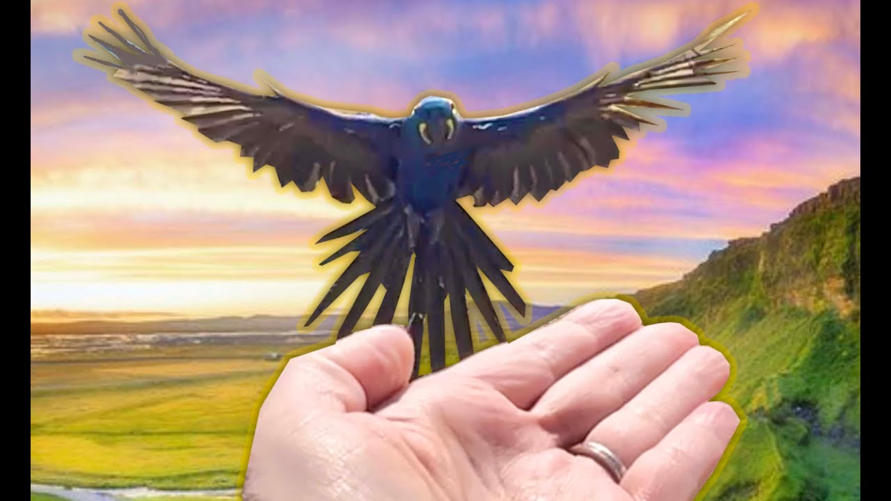 First Parrot free flight in 120 days! And my Bird doesn’t want to fly ...