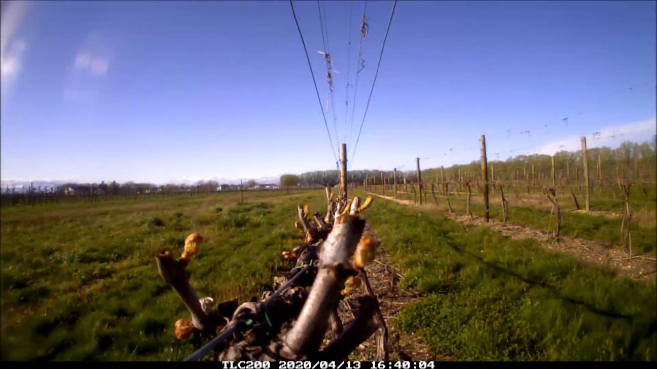 Itasca Vine Bud Break - Bellview Winery - YouTube