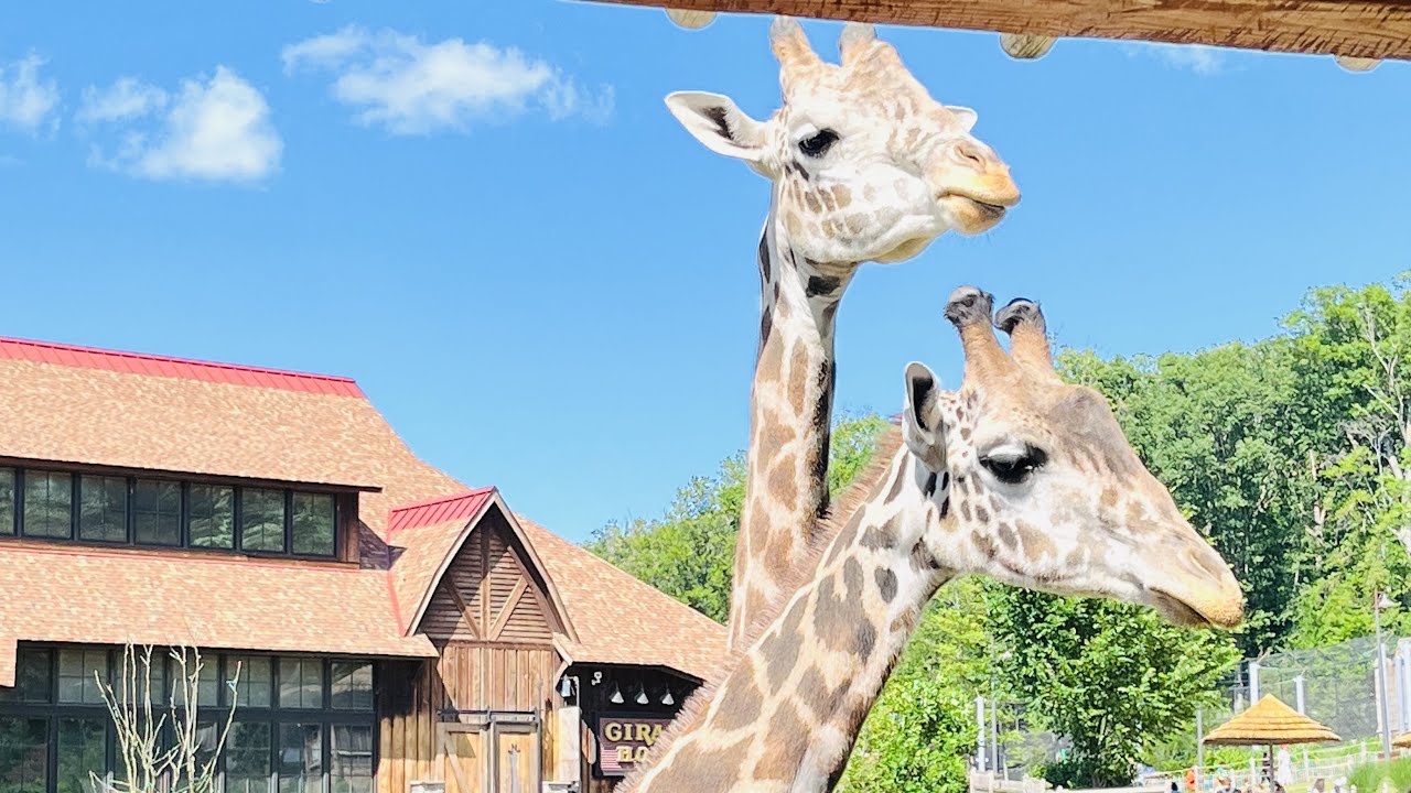 The Amazing Turtle Back Zoo Experience - YouTube