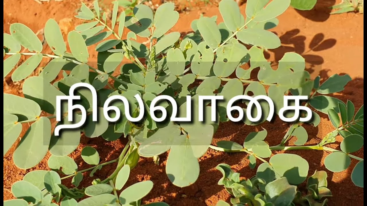 மூலிகை ரகசியம் "நிலவாகை" / Herbal Secrets"Nilavaagai" /Shevalon ...