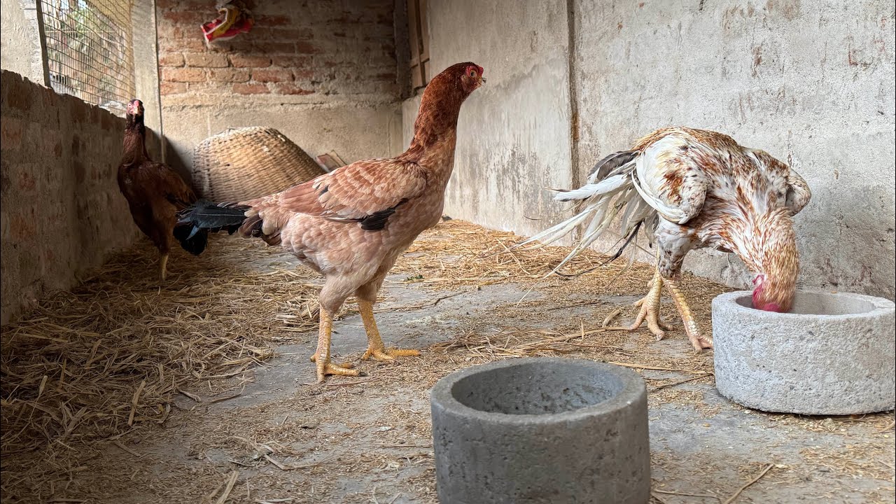Parot beke muge khan aseel farm me - YouTube