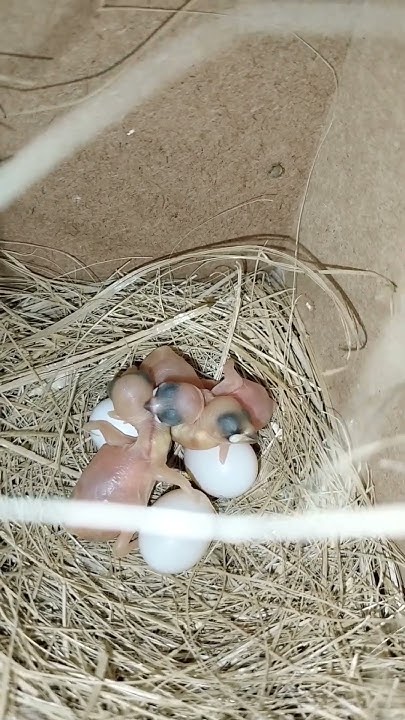 Silver java chick #ternding #birds #chicks #viralvideo - YouTube