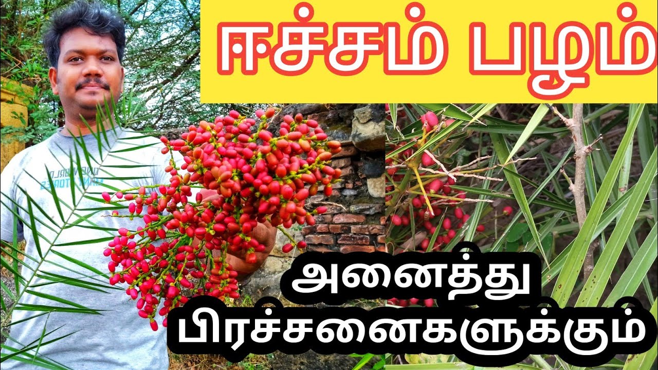EECHAM PALAM BENEFITS , REMNANT FRUIT USES TAMIL @arimaa_gokkul ஈச்சம் ...