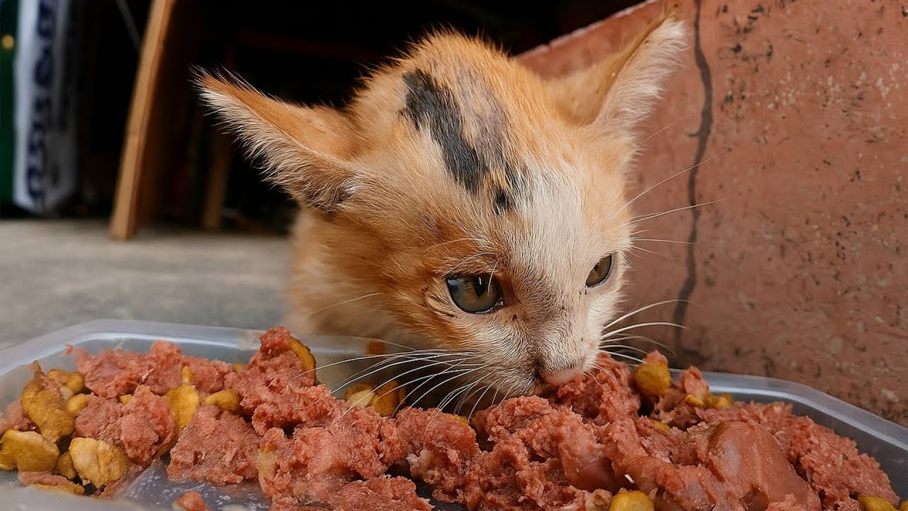 Hungry Little Kitten Eating Food | Adorable Kitten Mealtime - YouTube