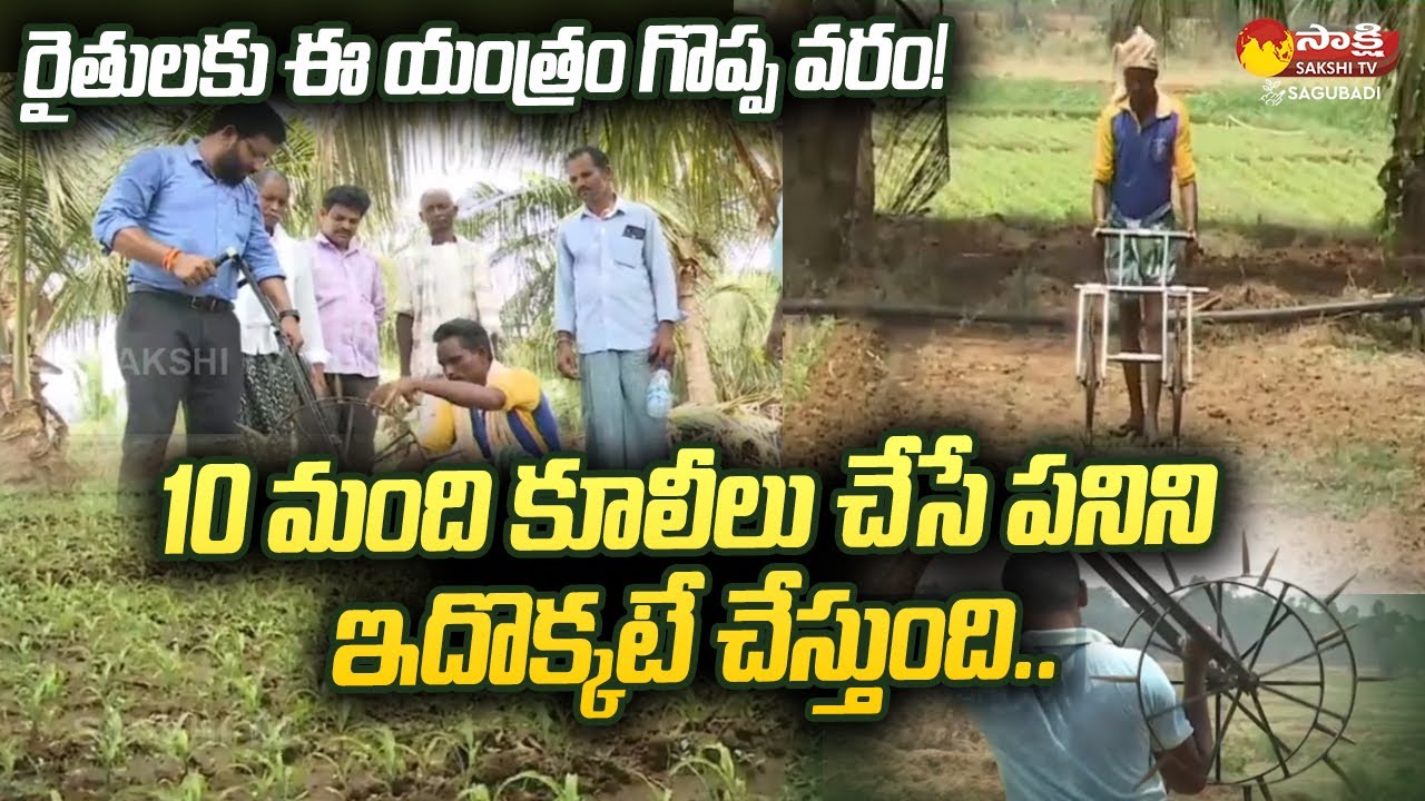 Sweet Corn Farming Methods | Maize Production Technology ...