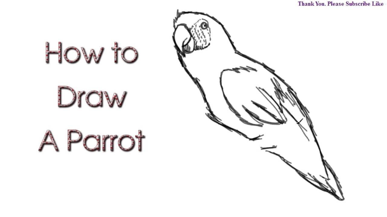 How to Draw a Parrot Drawing Cartoon Illustration Line art Shading ...