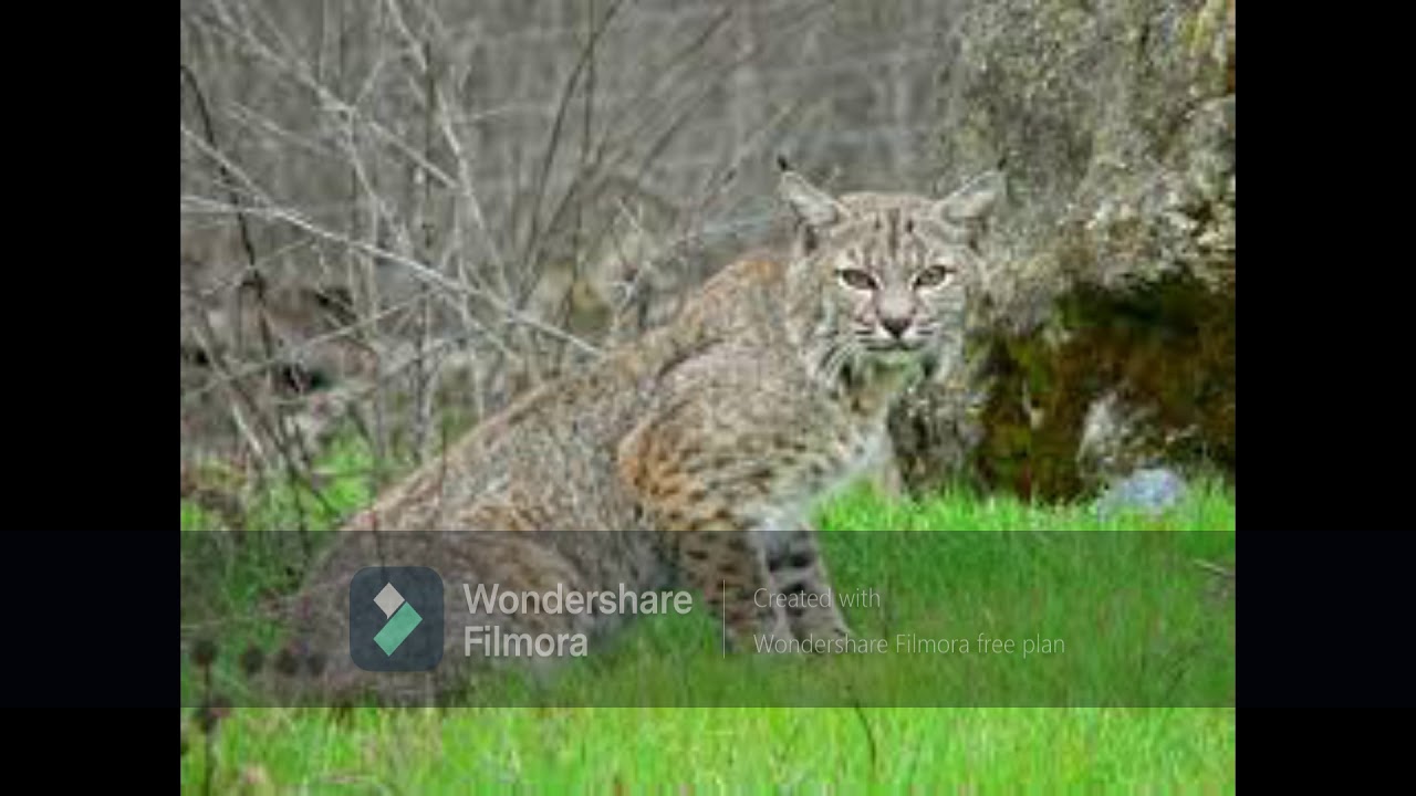 Bobcat Sound Ringtone Effect SFX Compilation - YouTube