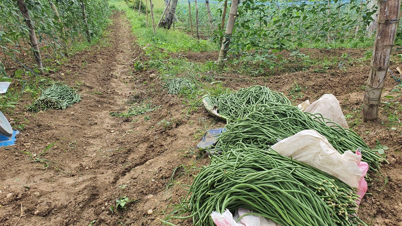 PAANO ANG TAMANG PAGHARVEST SA SITAW? BEGINNERS GUIDE || HOW TO GROW STRING BEANS - YouTube