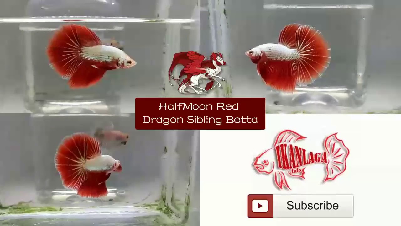 Betta Fish Male - Half Moon Red Dragon Sibling Fighter - YouTube