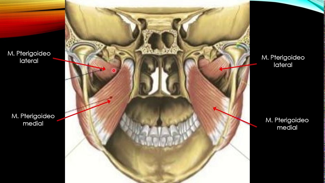 MUSCULOS MASTICADORES - YouTube