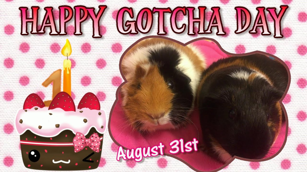 Happy 1st Gotcha Day Divas! - YouTube