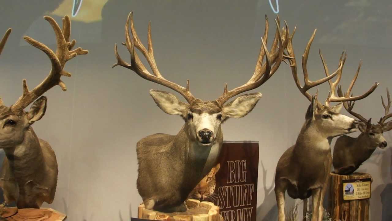 WD Martin 2011 UT Antelope Island buck 39 inches 240 gross.MP4 - YouTube