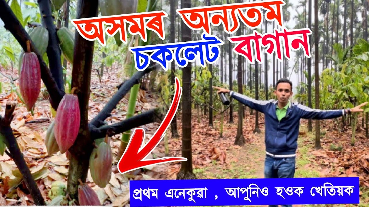 কেৰেলা নহয় অসমত এতিয়া চকলেট বাগান । Coco Trees | Chocolate Tree - YouTube