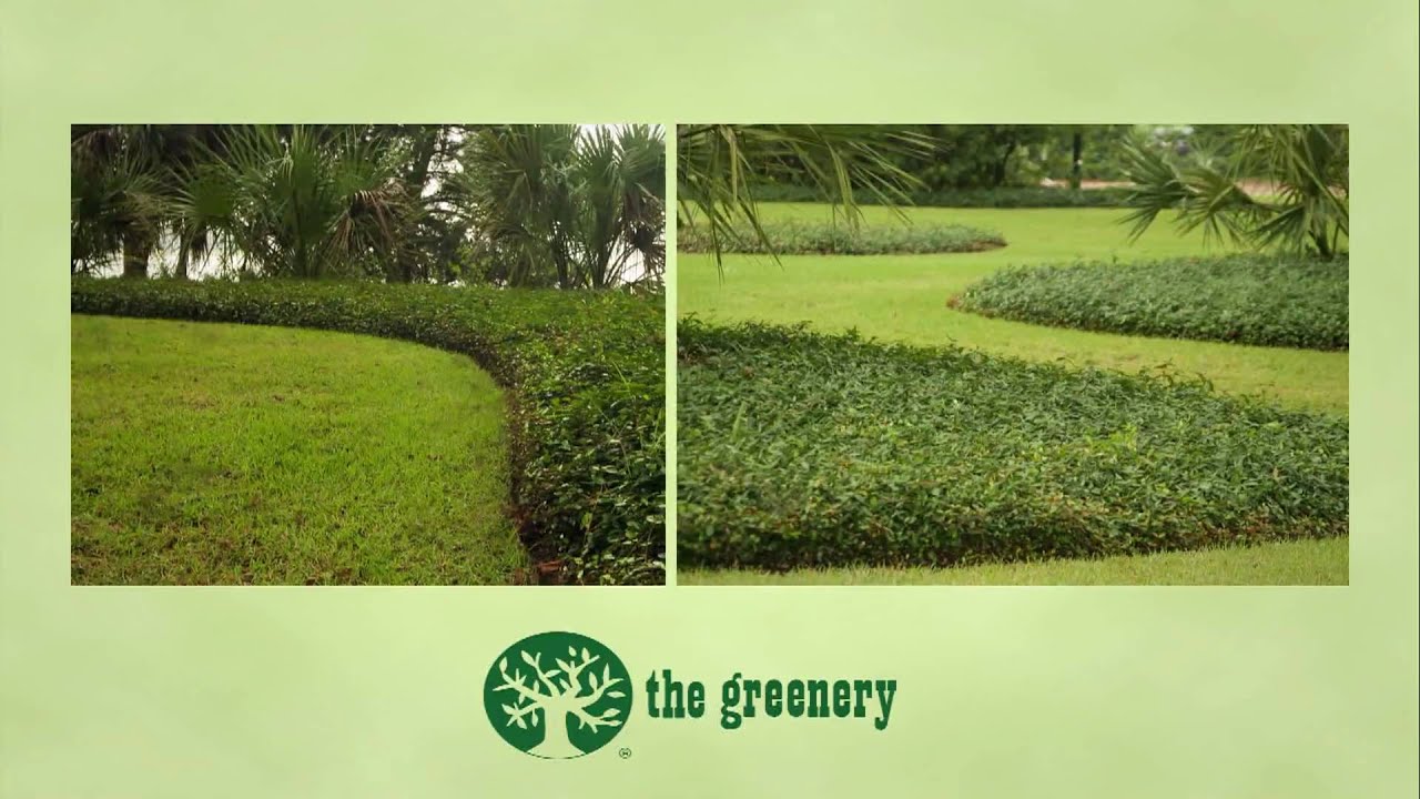 The Greenery - YouTube