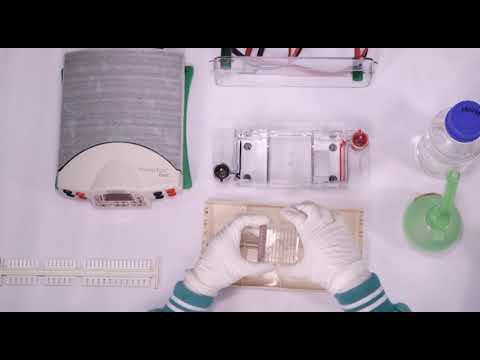 Analisis DNA dengan Elektroforesis Gel Agarose - YouTube