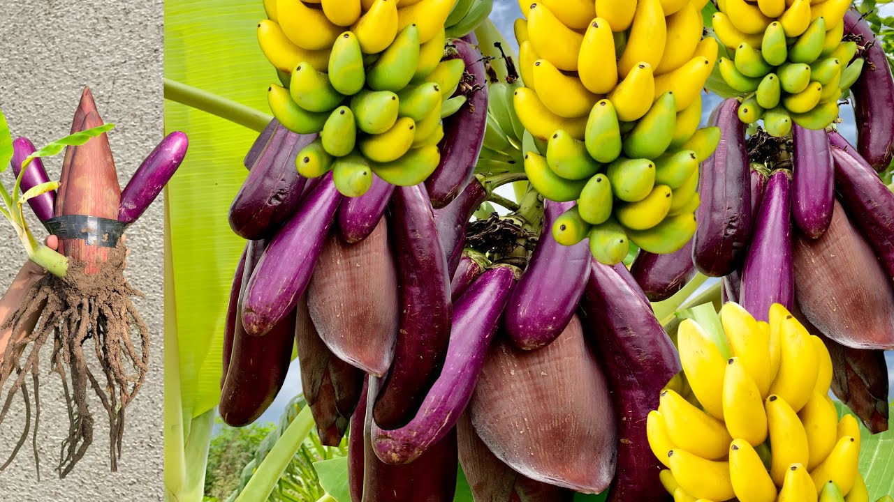 Unique Technique : Grafting Bananas and Eggplant Great amazing fruit ...