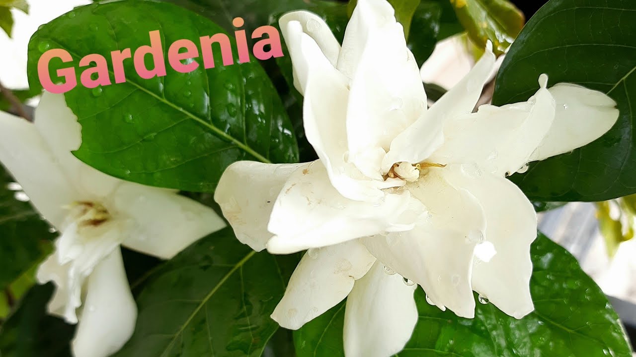 Gardenia plant in pot /Ananta / Gandahraj flower - YouTube
