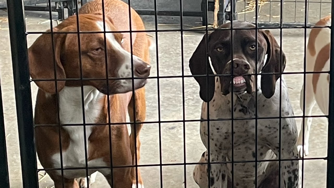 Can a super pit jump through hoops? | pit mix | trick dog training ...