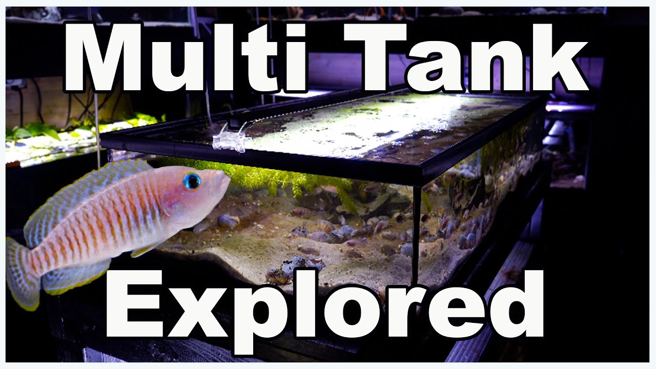 Multi Shell Dweller Tanks Explored: Let's Take a Closer Look at ...