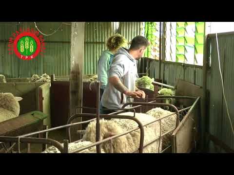 Koyun Keçi İlaç ve Bakım Padoku