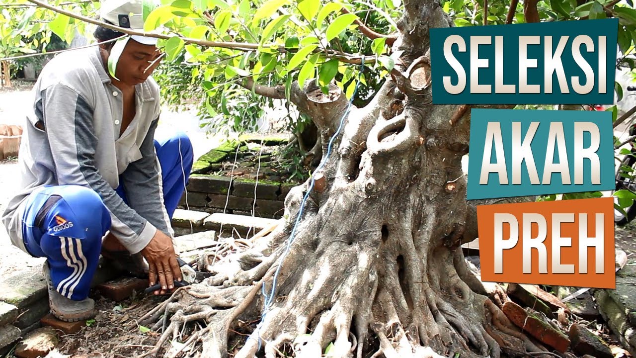 Seleksi Akar Bahan Bonsai Preh/Iprik Bersama Mas Pardi Bonsai Klaten ...