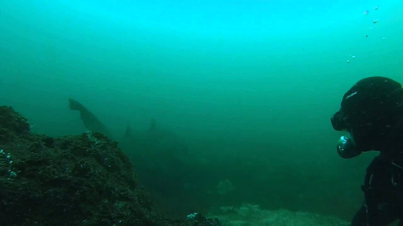 Julian Rocks diving 05-09-2015 - YouTube