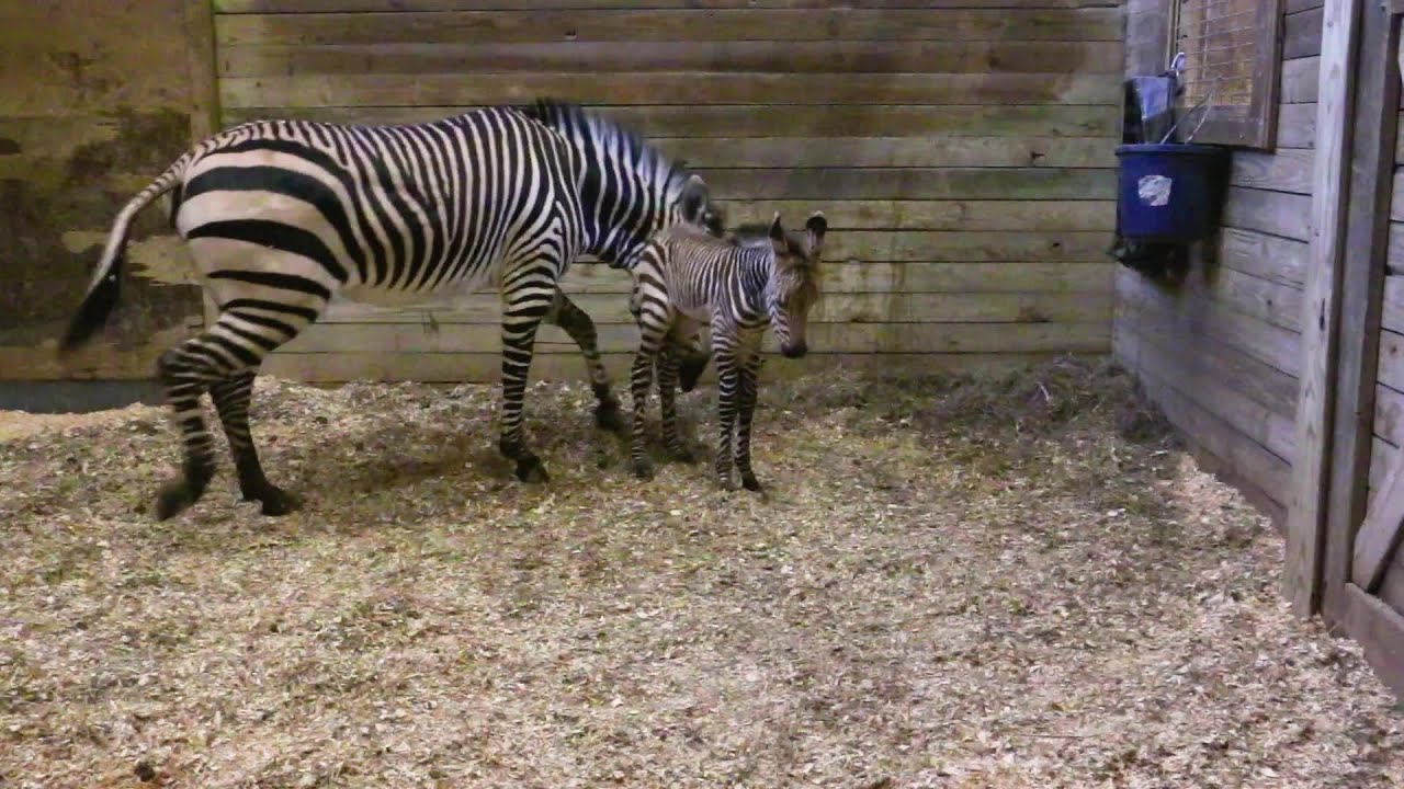 Baby zebra born at the Blank Park Zoo - YouTube