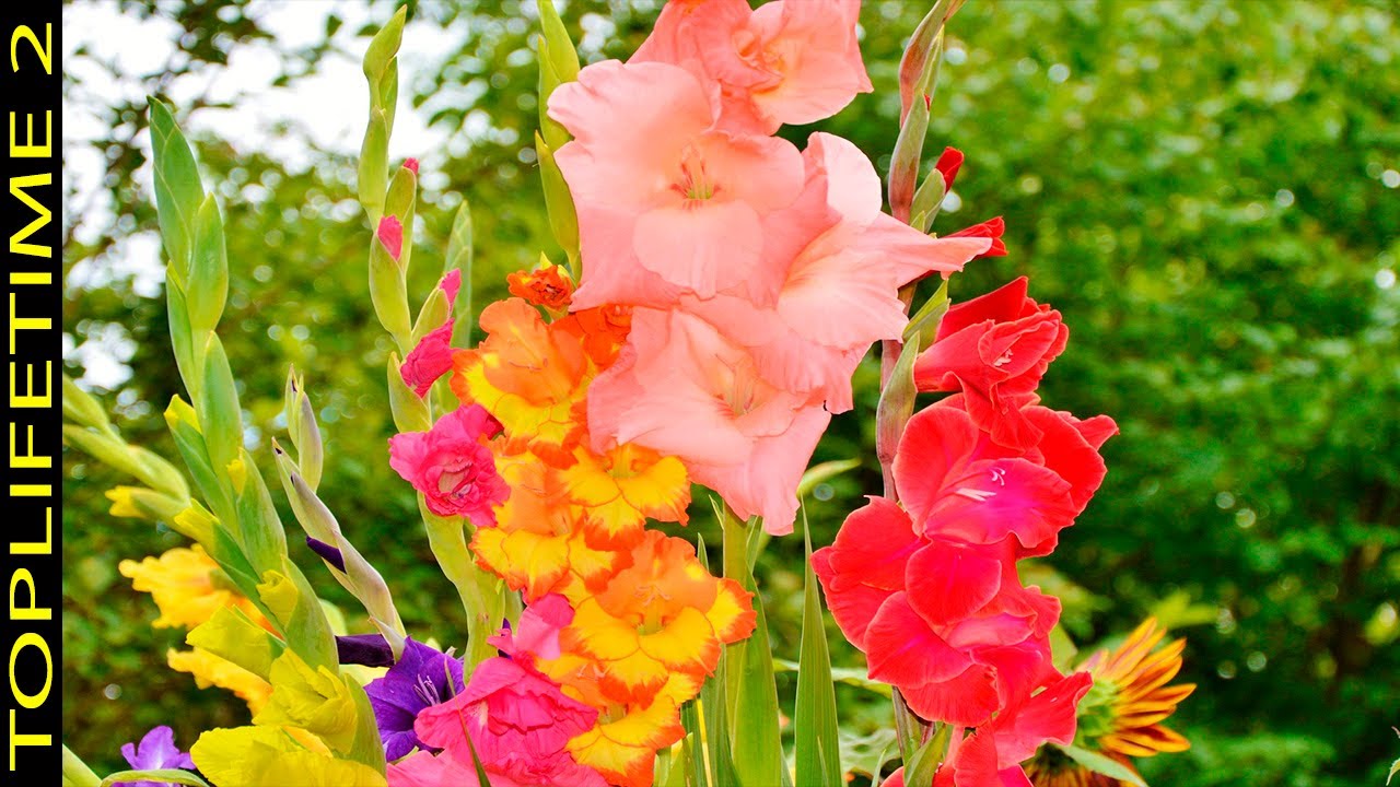 20 Flores Más Bellas Del Mundo y su Increíble Significado - YouTube