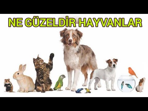 🦘 HAYVANLARI KORUMA HAFTASI 🦮 4 EKİM HAYVANLARI KORUMA GÜNÜ 🐧 NE GÜZELDİR HAYVANLAR 🐘