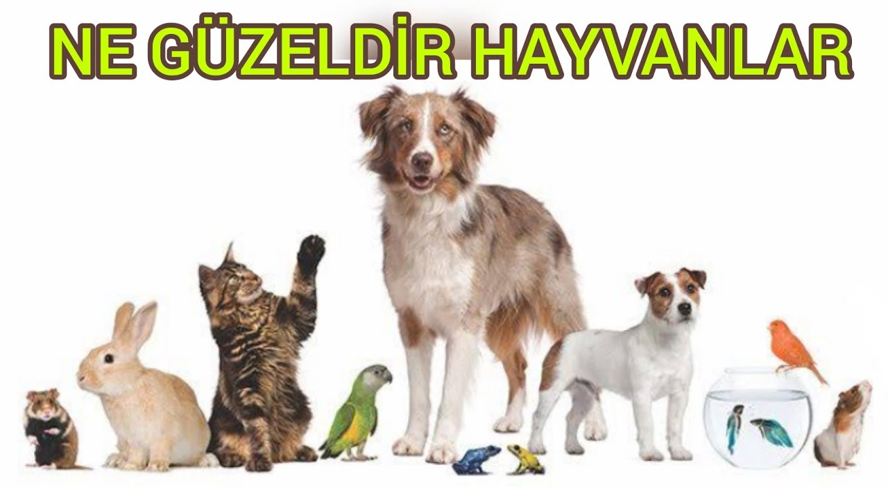 🦘 HAYVANLARI KORUMA HAFTASI 🦮 4 EKİM HAYVANLARI KORUMA GÜNÜ 🐧 NE ...