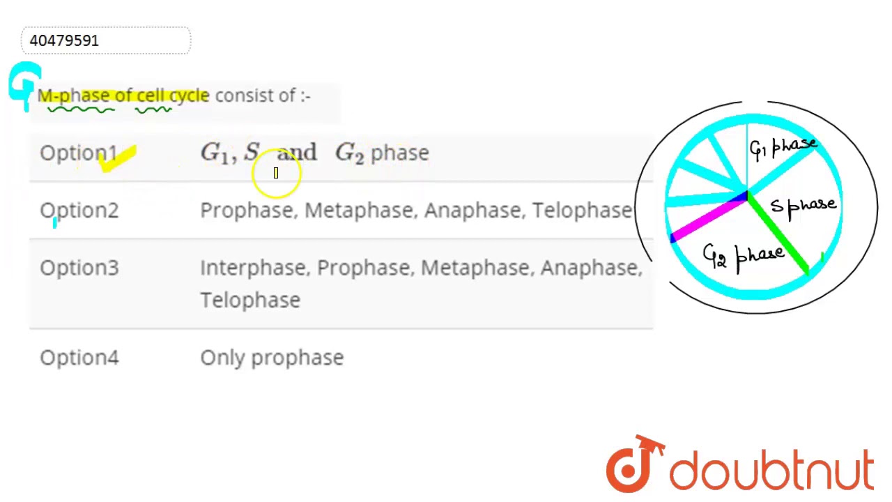 M-phase of cell cycle consist of :- - YouTube