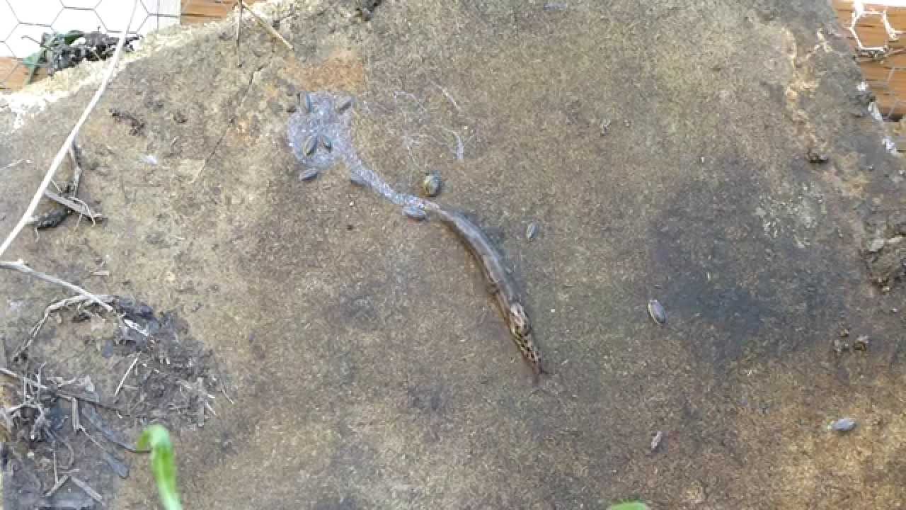 Slimy Slug, A Slug Trail and Other Little Creatures - YouTube