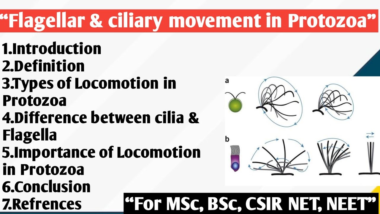 Flagellar and ciliary movement in protozoa | Types of Locomotion ...
