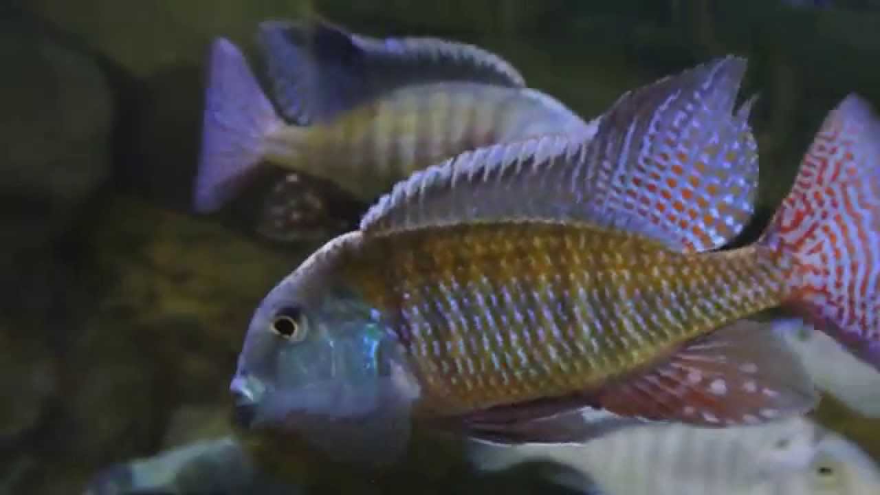 Lethrinops albus Kande - YouTube