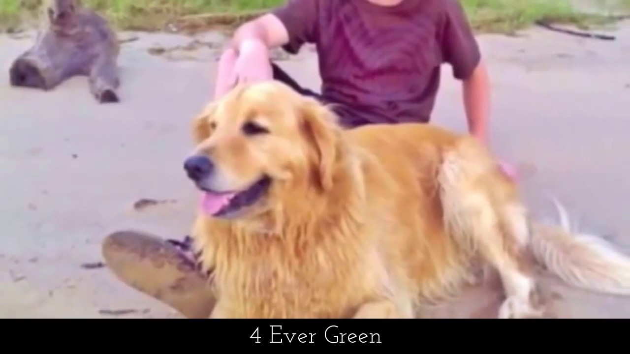 Amazing animal Dog saving his owner from dangerouse Dog rescue poeple ...