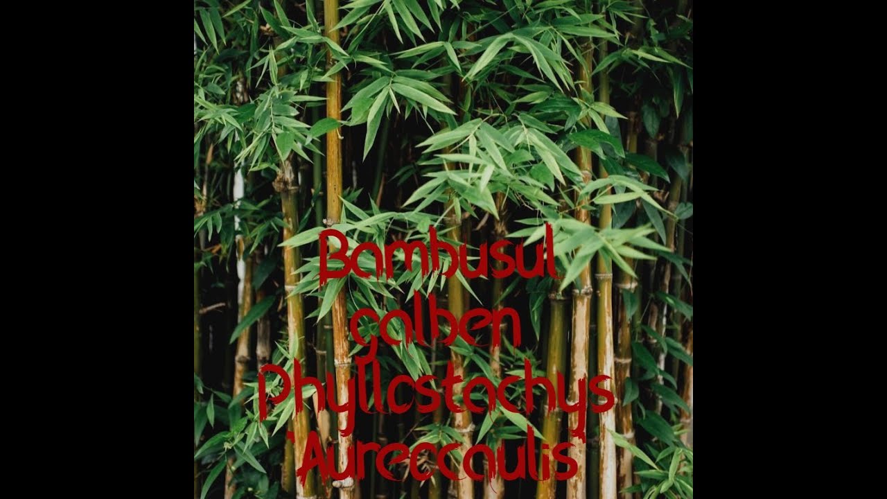 Bambusul galben ideal pentru gradini cu un aer exotic ! Phyllostachys ...