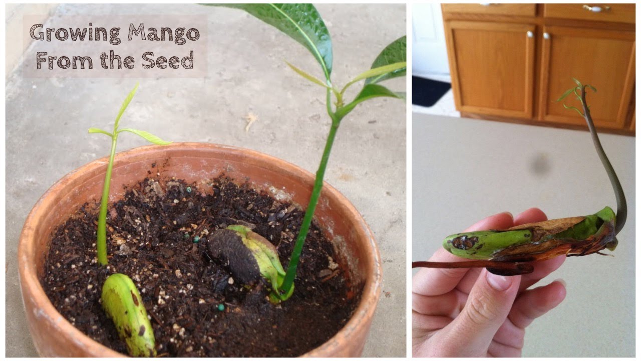 How To Grow Mango Tree From Seed Youtube