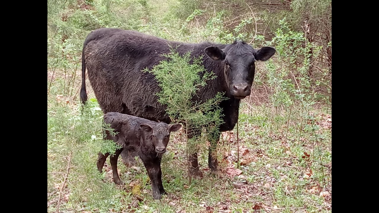 Heifer cow with a new baby calf. - YouTube
