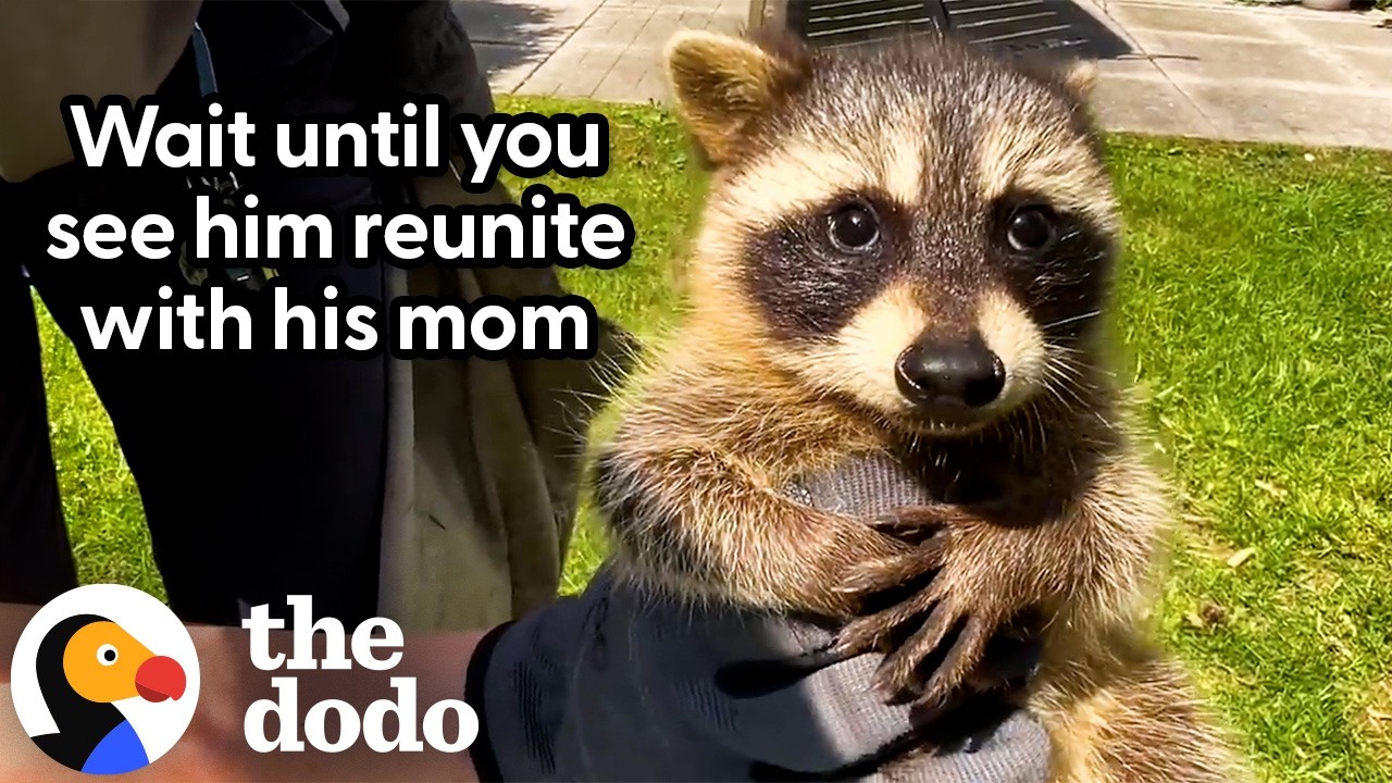 Mama Raccoon Hid All Her Babies On A Balcony | The Dodo - YouTube