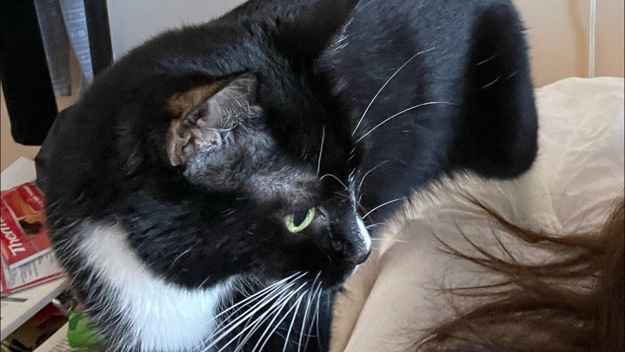 DOES KITTY CAT LOVE YOU? HOW TO TELL? - YouTube