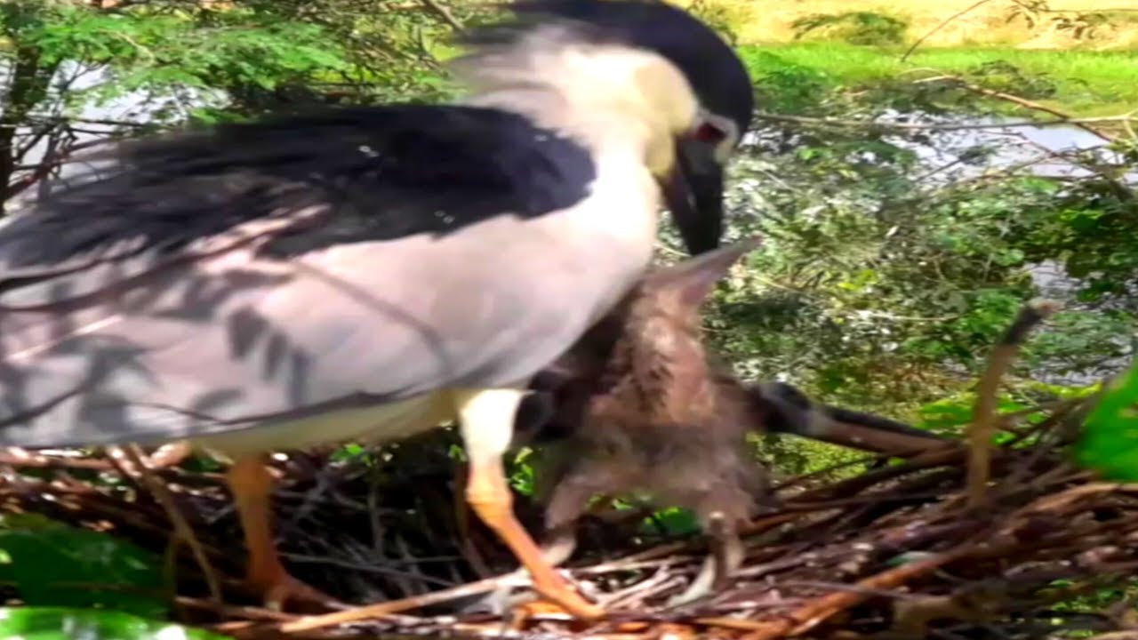 Black crowned baby bird bites mother#birds #babyanimals - YouTube