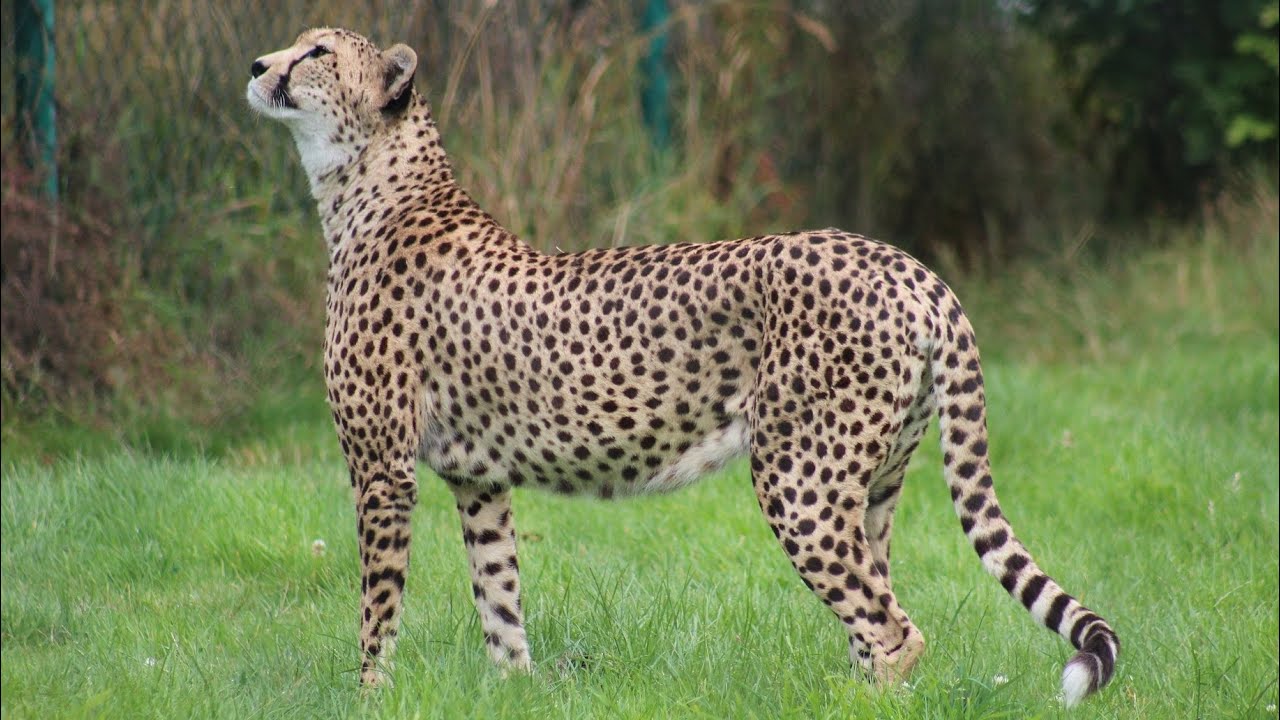 Animals documentary cheetah 🐆 deer 🦌 tiger 🐅 cat 🐈 dog 🐕 wild animals ...